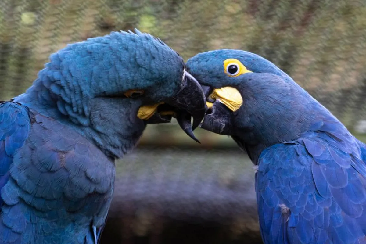 10 curiosidades incríveis sobre a arara-azul | Jornal Milênio VIP